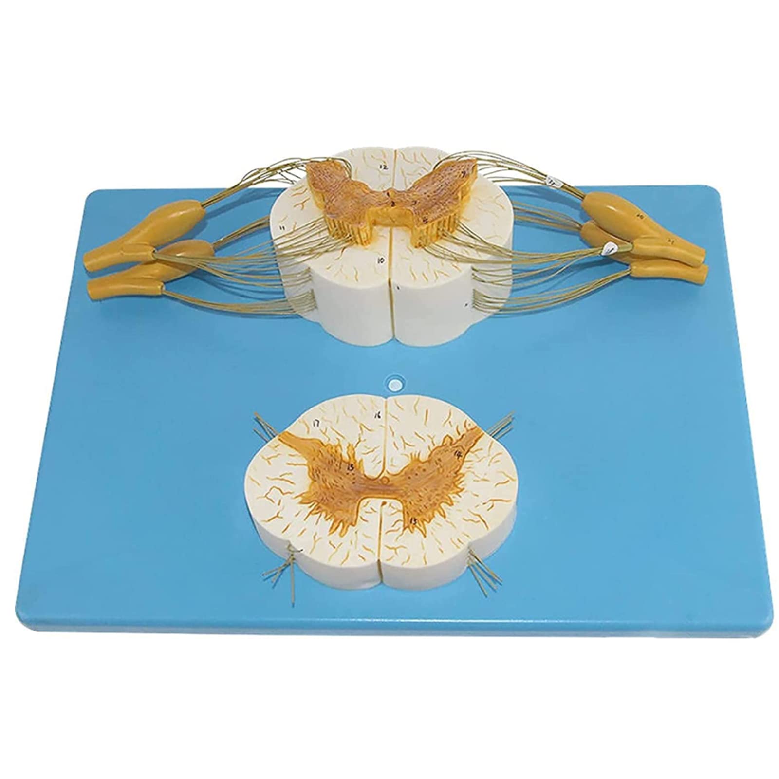 Buy d Model of The Human Spine and Spinal Nerve Branches Three ...