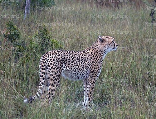Amazon.com: 6" Round - Cheetah Birthday - Edible Cake/Cupcake Party ...