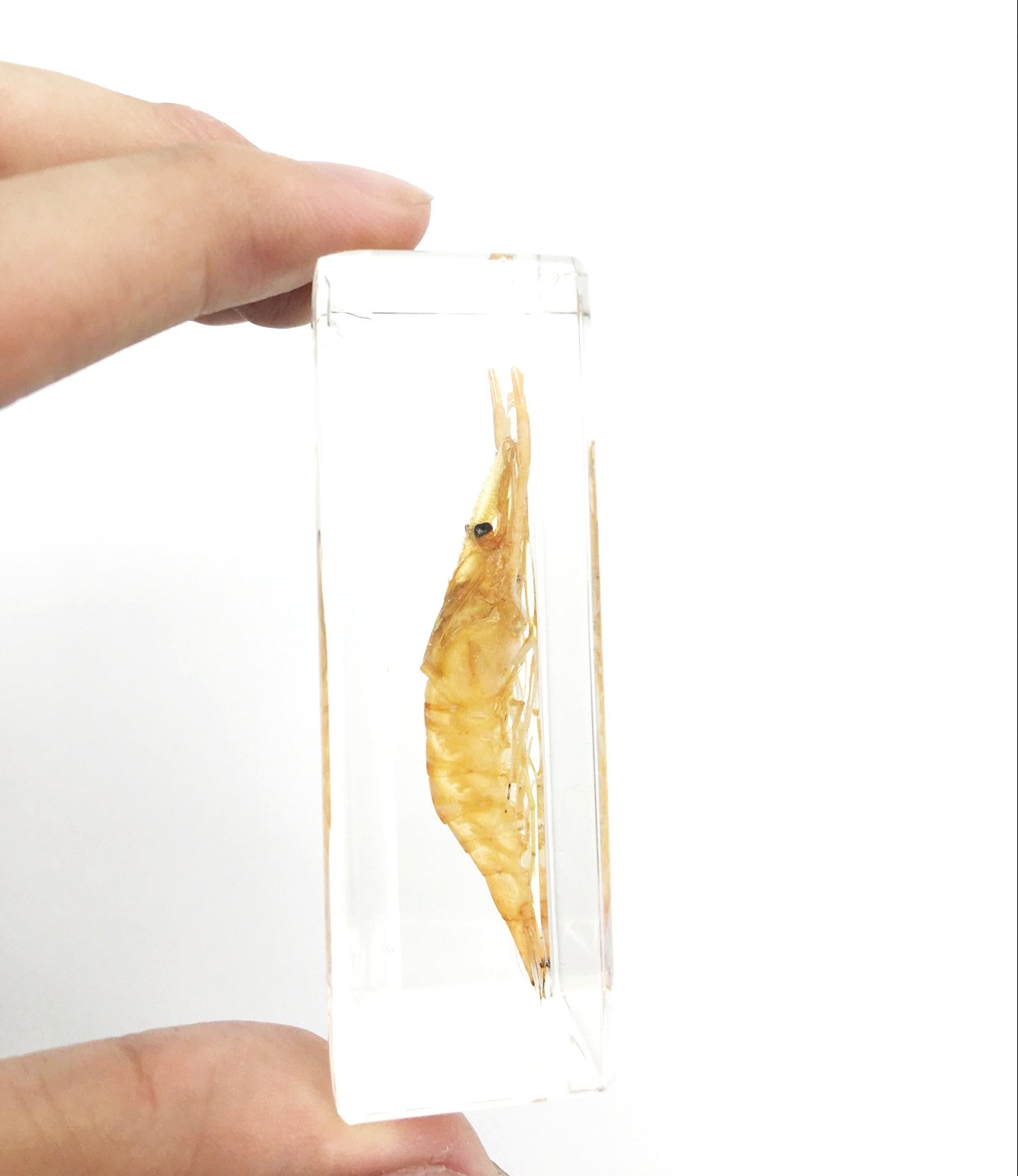 Professional Card Storage Real Shrimp Specimen Paperweight - Clear ...