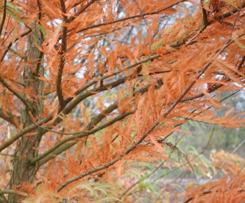 Creative Farmer Mexican Cypress - Taxodium Mucronatum,Montezuma ...