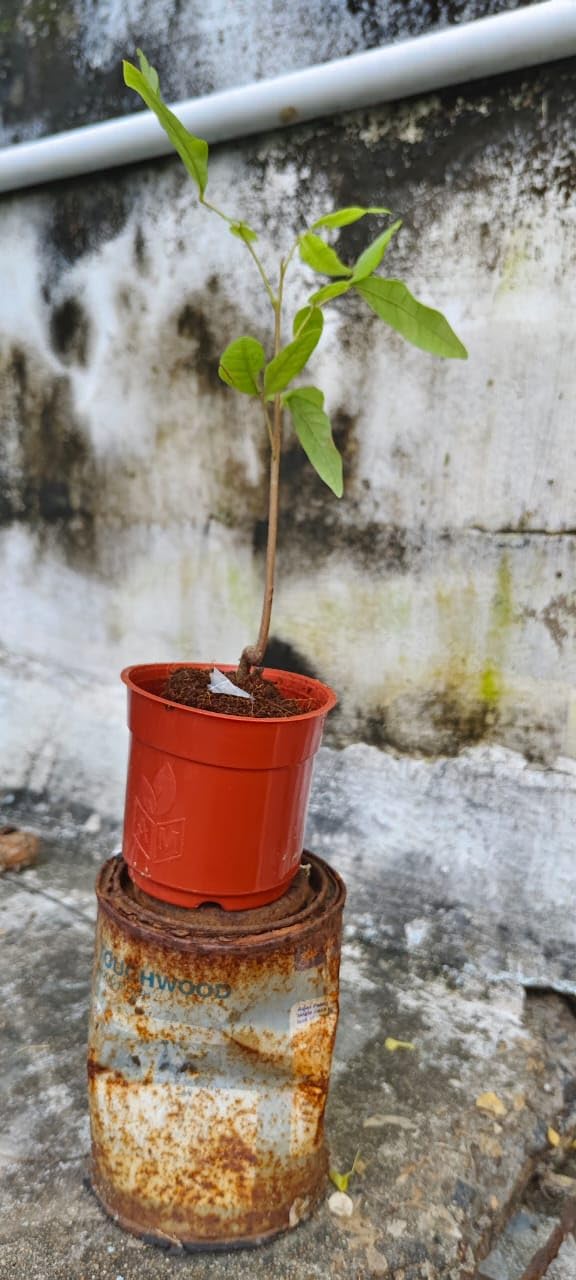 Green view Longan Lichi Sweet Fruit Plant Air layered/Grafted Dragon ...