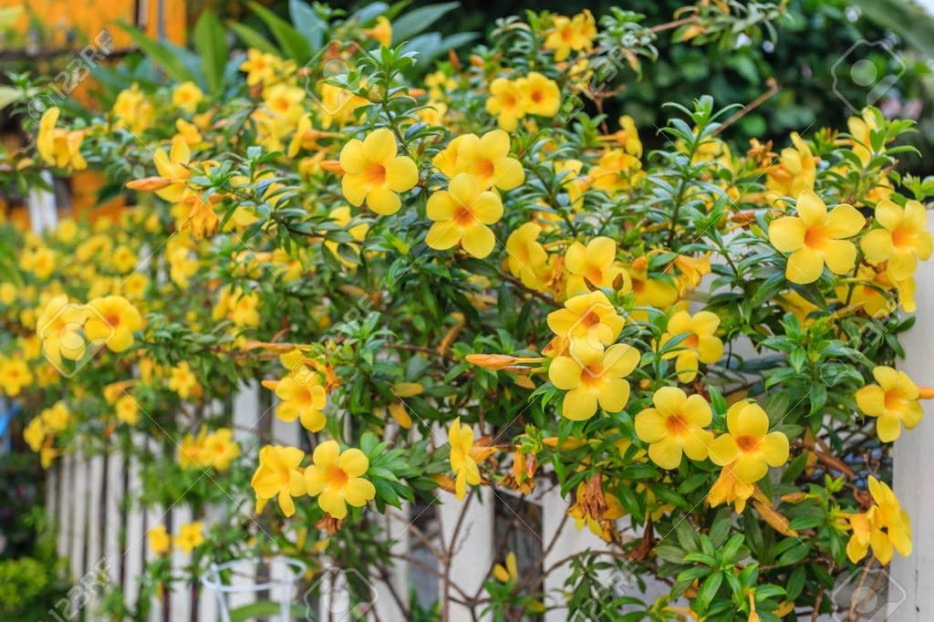 Buy Creative Farmer Kolaambi Poo (Allamanda Cathartica) Climber Live ...