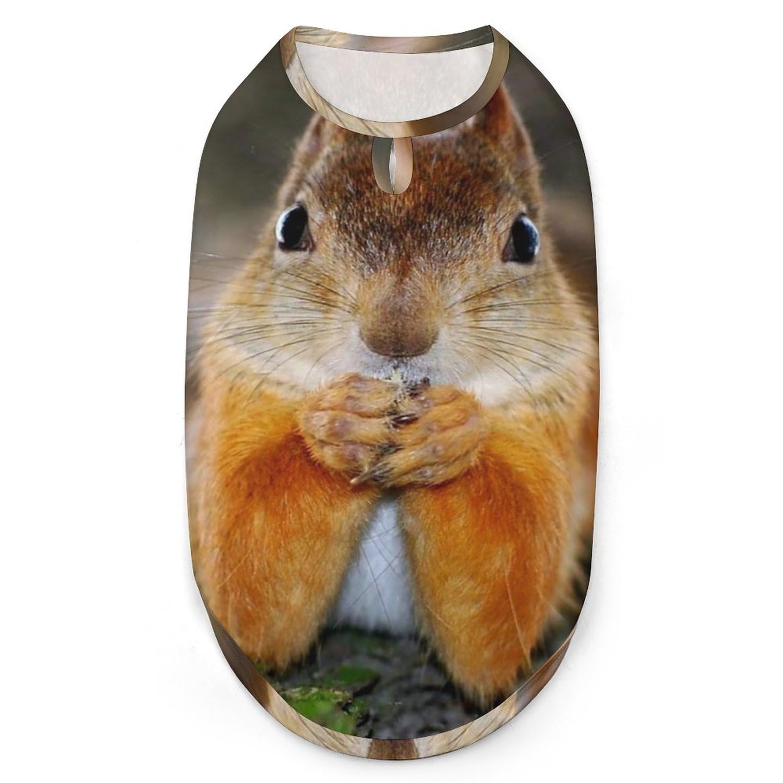 Dog Squirrel Meme