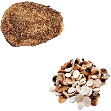 Pmw - Rarest Type of Gunja - Yellow Gunja - Rosary Pea - Set of 11 ...