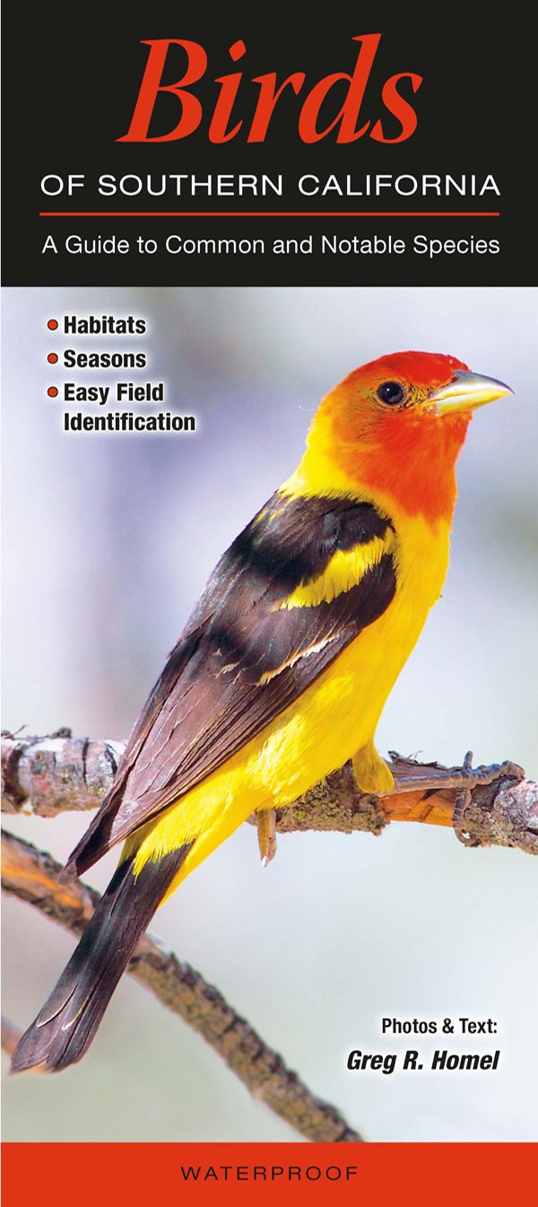 Birds of Southern California: A Guide to Common & Notable Species ...