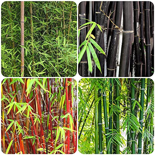 Semi Bambu → Classifica dei Più Venduti Online 2023