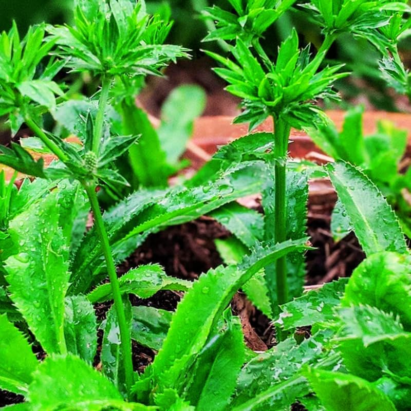 Amazon.com : Culantro Plant Live for Planting, 6 to 8 Plants, Potted ...