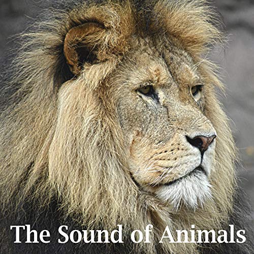 Spiele The Sound of Animals von Sound Effects Factory auf Amazon Music ab