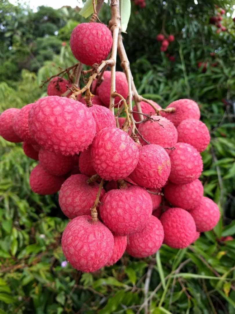 Premium Lychee Litchi Lichi Fruit Tree Plant For Landscaping Outdoor ...