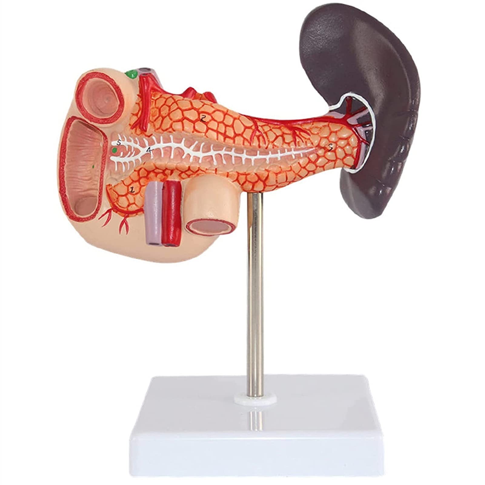 Buy Teaching Splies Human Spleen and Pancreas Model Anatomical Human ...