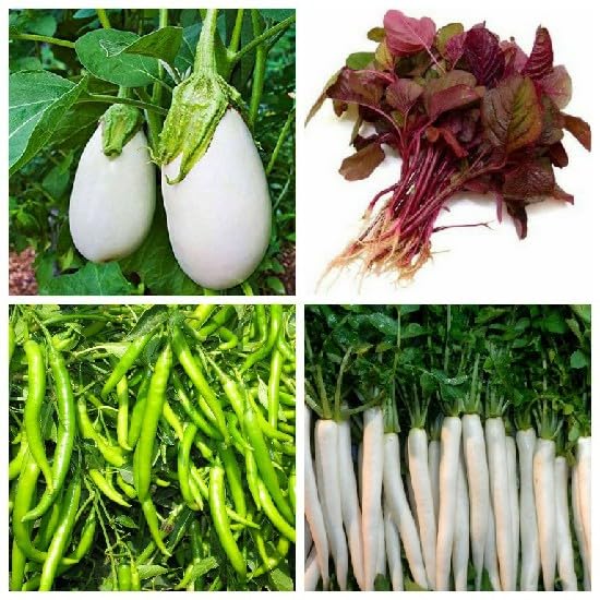 SimXotic Seeds Combo of Chilly Green, Amaranthus Red Cholai, Brinjal ...