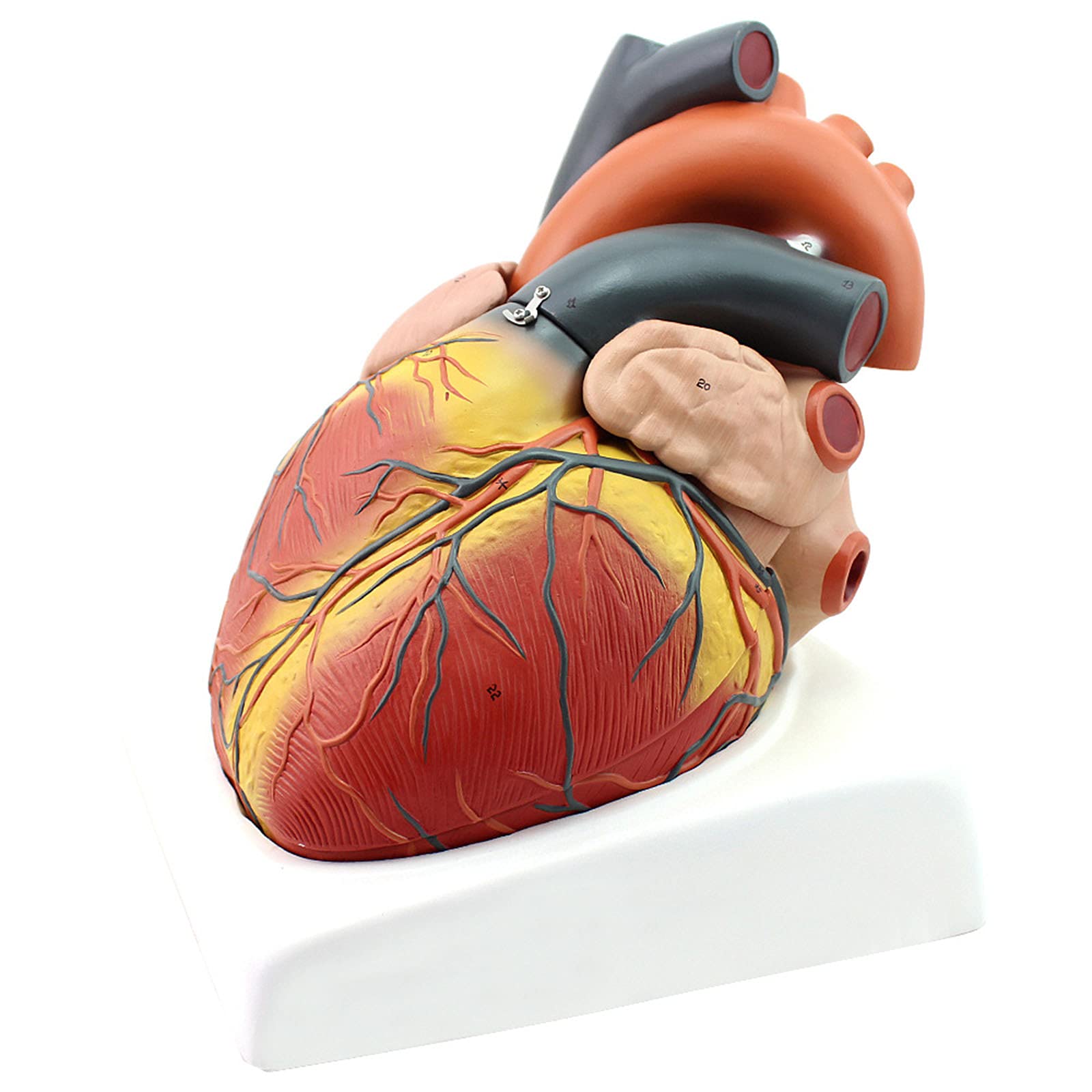 Buy SENWEI Heart Anatomical Model Heart Model Educational Model d Human ...