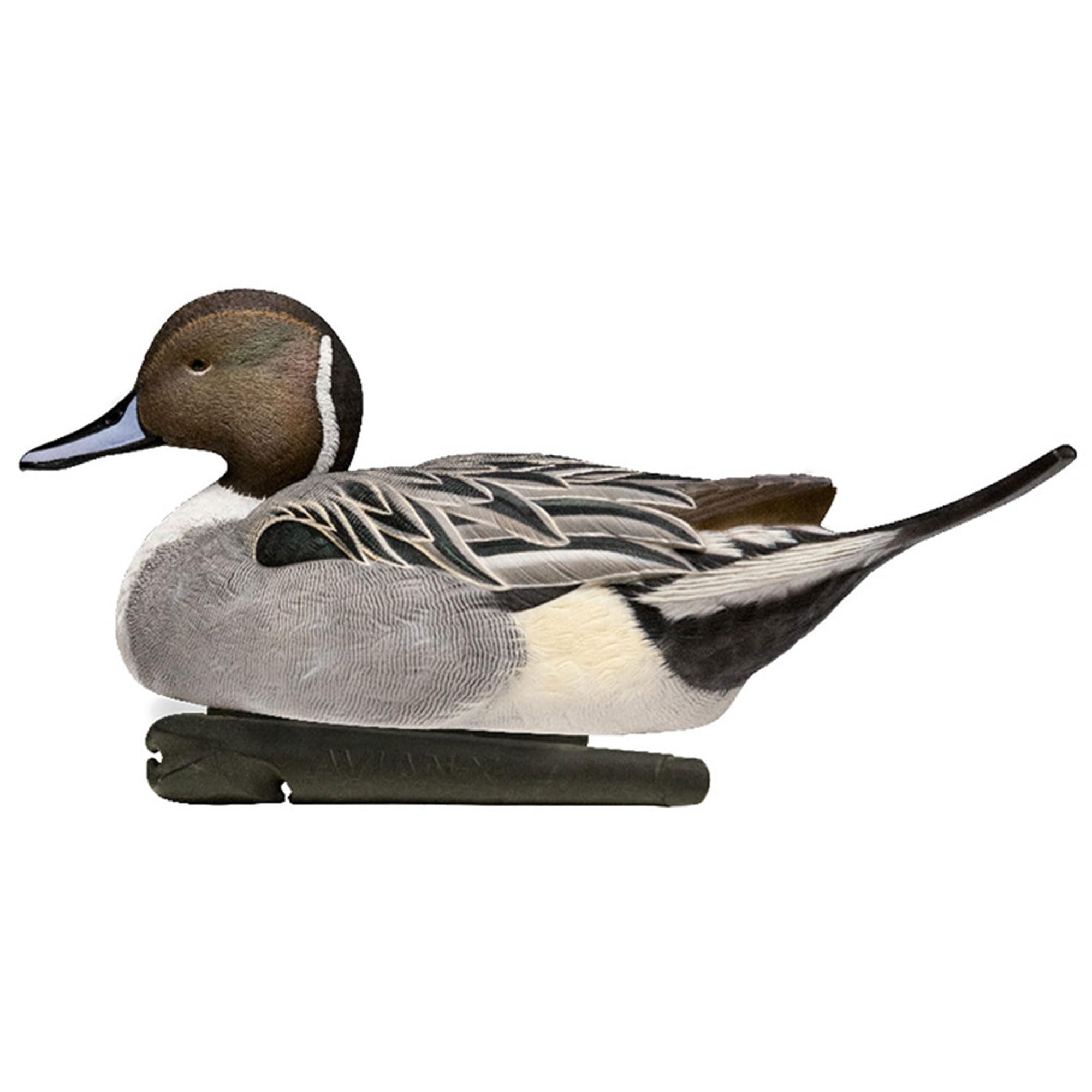 Snapklik.com : Avian X Topflight Pintail Decoys, Rugged Realistic ...