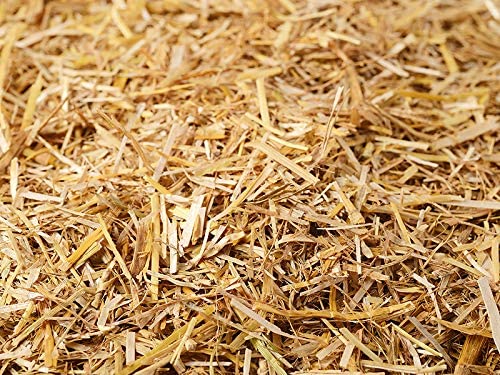 MR Paddy Straw, Rice Straw for Oyster Mushroom Cultivation, Pack of 2 ...