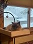 Amazon.com: DOICAH Cat Tree in Computer Desk,Vintage Simple Home Office ...