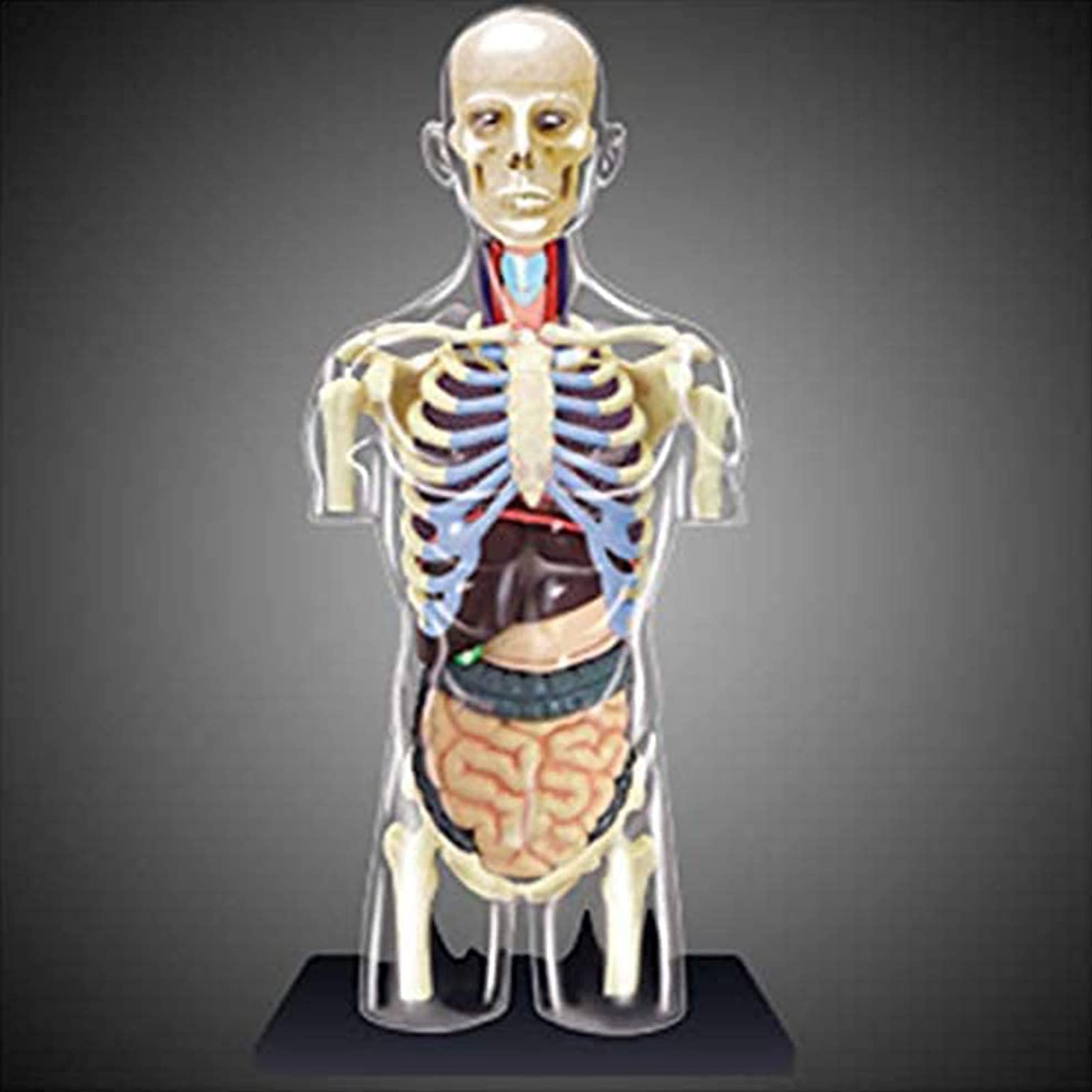 Buy WREEE 4D Vision Human Torso Body Model Anatomy Anatomical Medical ...