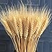 Amazon.com: 100 Stems Dried Wheat Stalks Dried, Natural Ear of Wheat ...