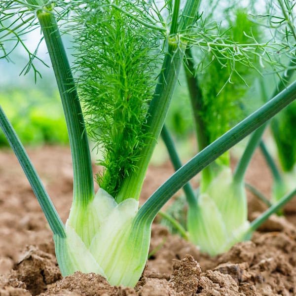 Organic F1 Hybrid Florence Fennel Seeds Ideal for Home Gardening ...