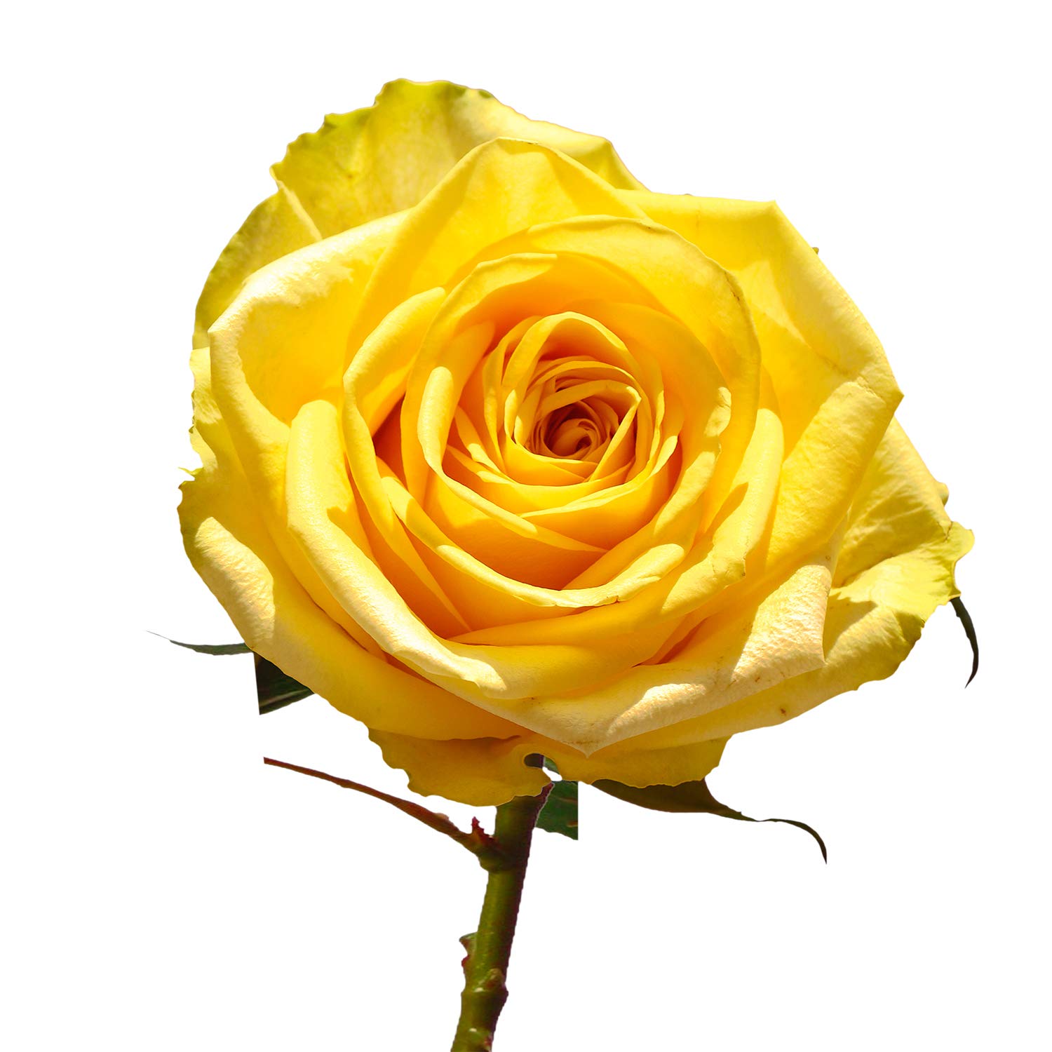 Single Yellow Rose Image