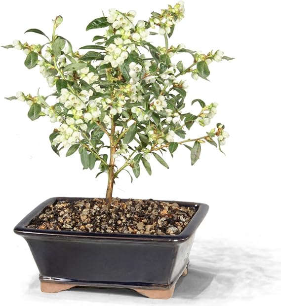 Amazon.com: Brussel's Bonsai Live Dwarf Blueberry Bonsai Tree - Small ...