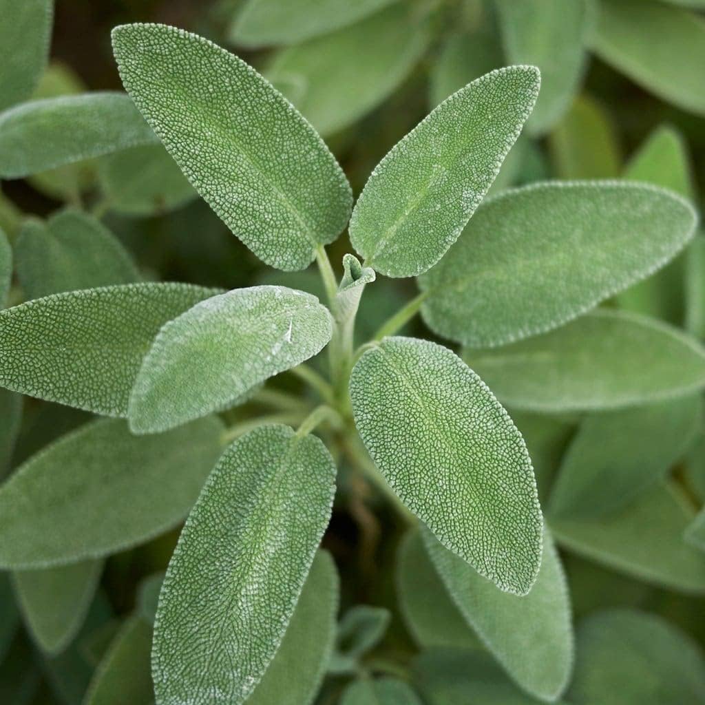 Amazon.com : 200 Broadleaf Sage Seeds for Planting Broad leaved Sage ...