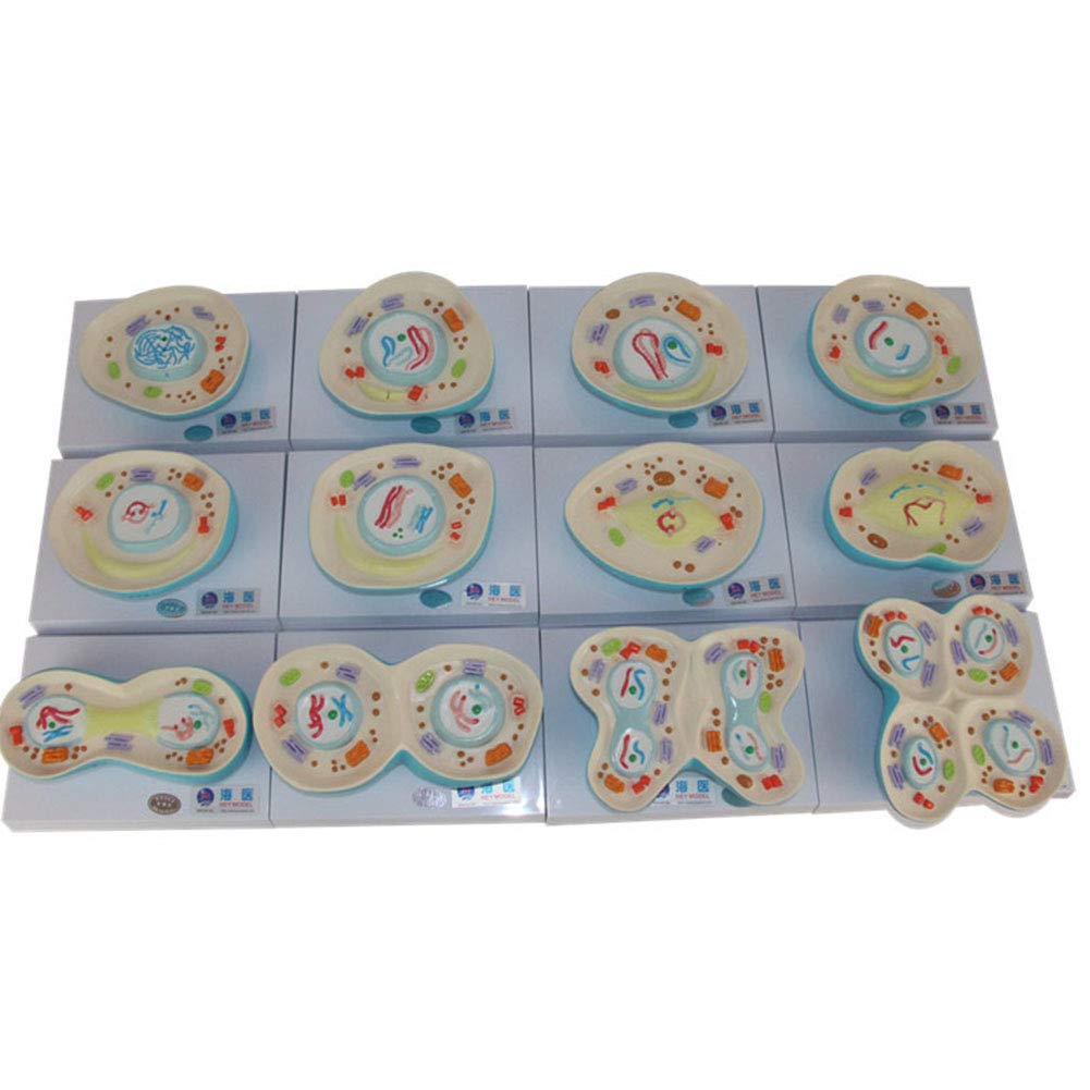 Meiotic Cell Model The Bacterial Nuclear Model Shows A Cross ...