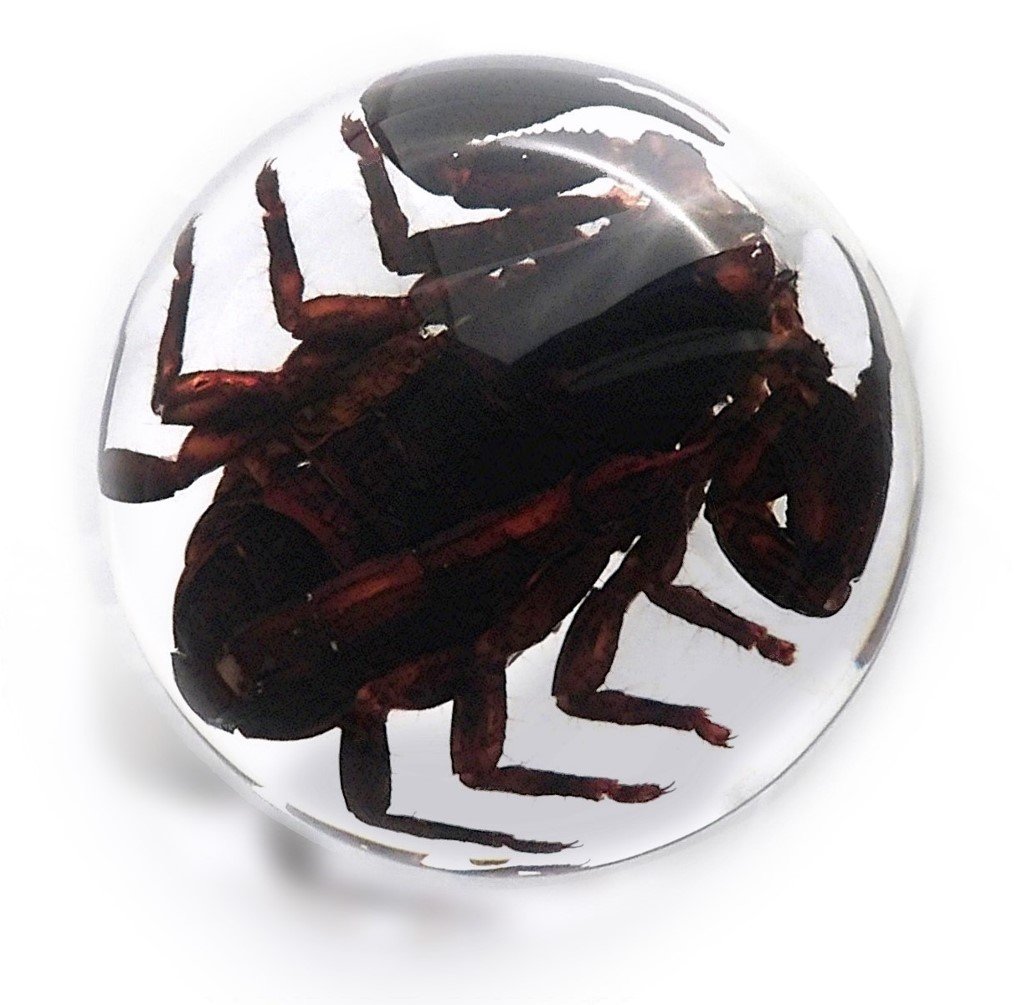 Amazon.com: Real Insect Paperweight - Black Scorpion Half-Dome : Office ...