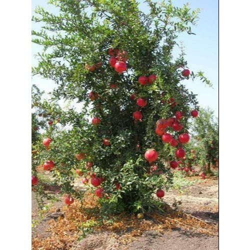 Cloud Farm Pomegranate Live Plant Tom's Red Variety CF_11 : Amazon.in ...