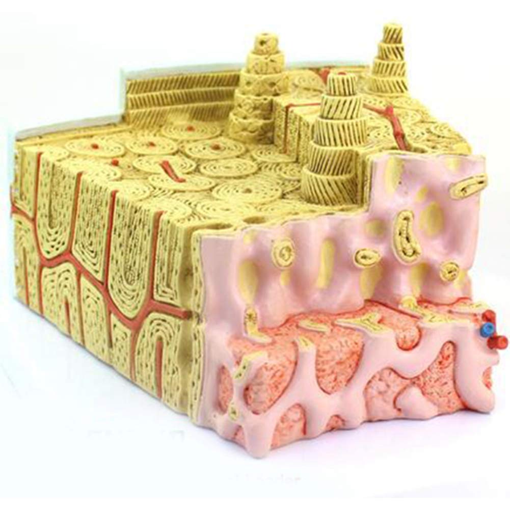80x Magnification Human Bone Structure Microscopic Magnification Model ...