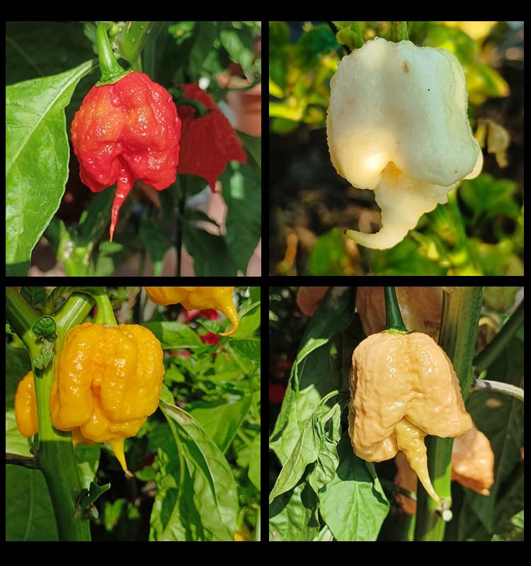 Carolina Reaper Samen kaufen – Die 15 besten Produkte im Vergleich ...
