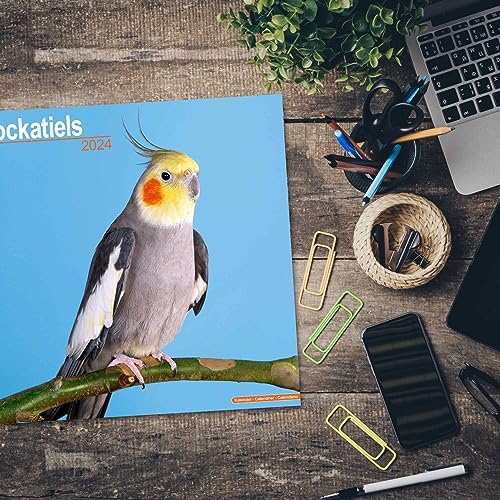 Snapklik.com : 2023 2024 Cockatiels Calendar - African Birds Monthly ...