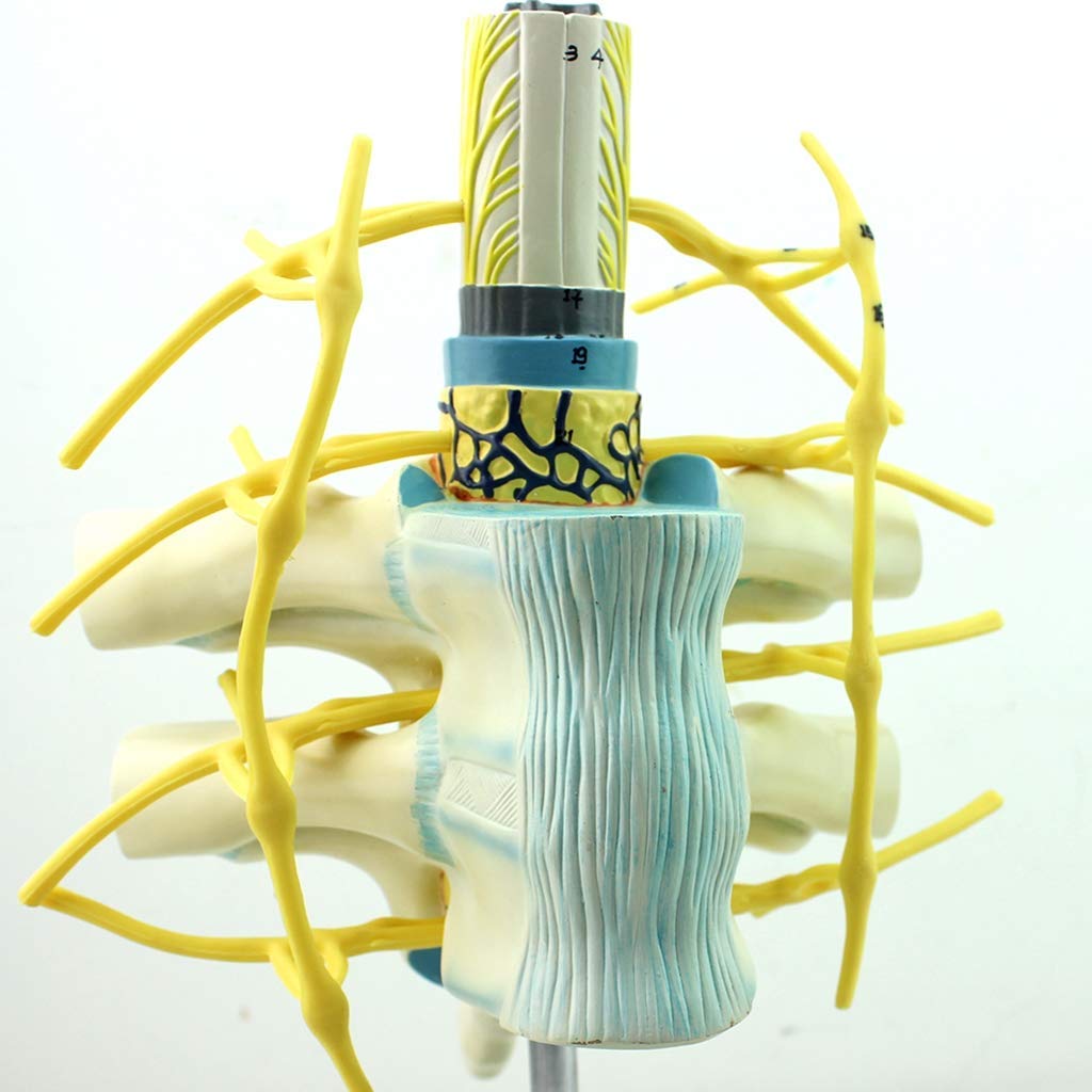 Slrmkk 1 1 Life Size Human Spine Model Spine Model | Desertcart Morocco