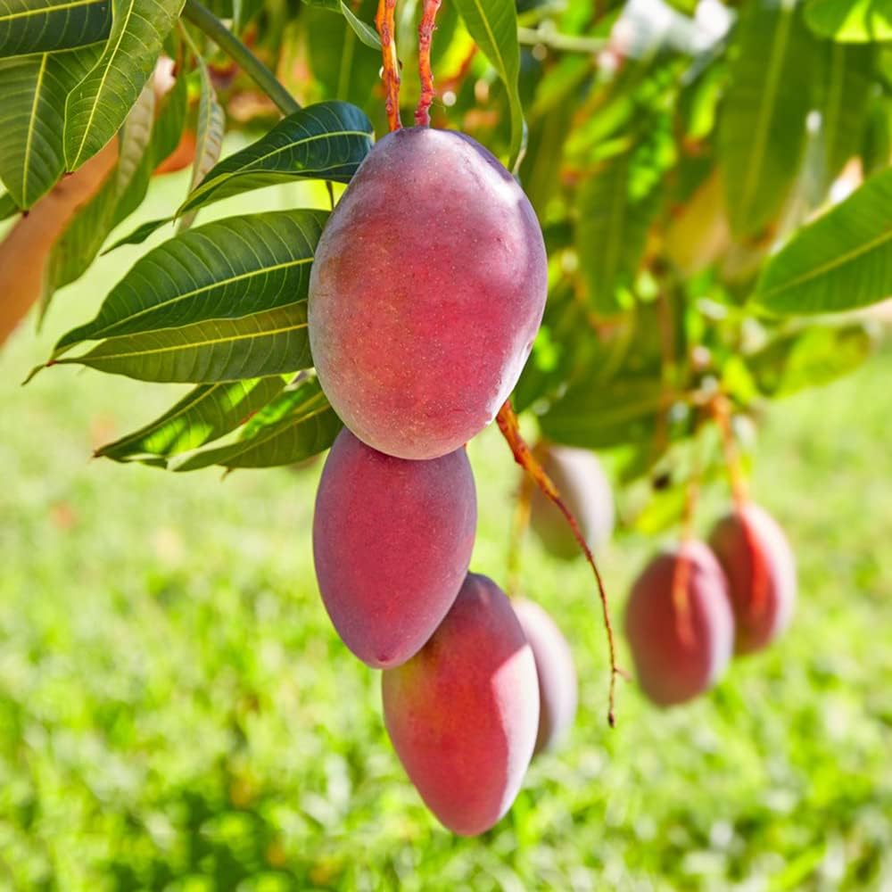 Albero di mango 5 alberi da frutto rossi Semi di bonsai Frutta Piante ...