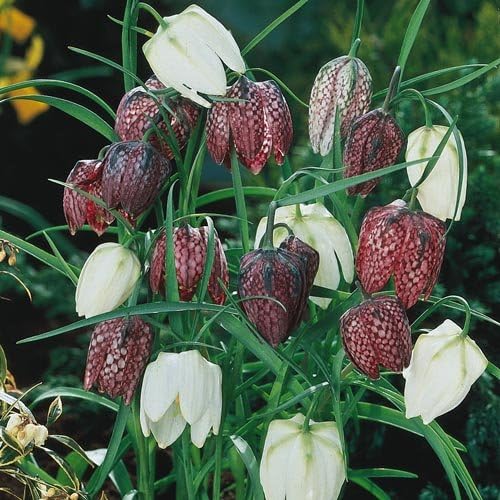 Amazon.com: Checkered Lilies : Grocery & Gourmet Food