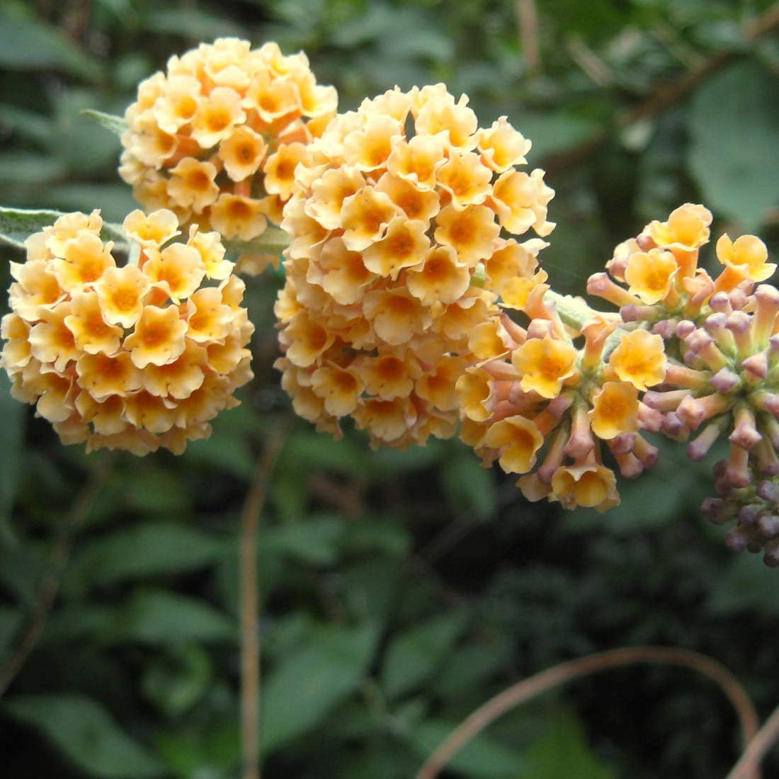 Buddleja Weyeriana 'Sungold' - Butterfly Bush 'Sungold' 40-60 cm Potted ...