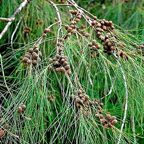 Royal Gardens Pine Tree/ Cheed live indoor and outdoor plant with pot ...