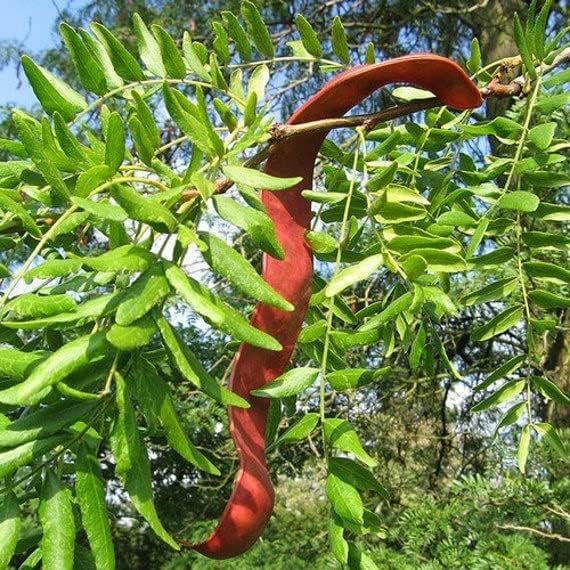 Amazon.com : 200 Chinese Honey Locust Tree Seeds (Gleditsia Sinensis ...
