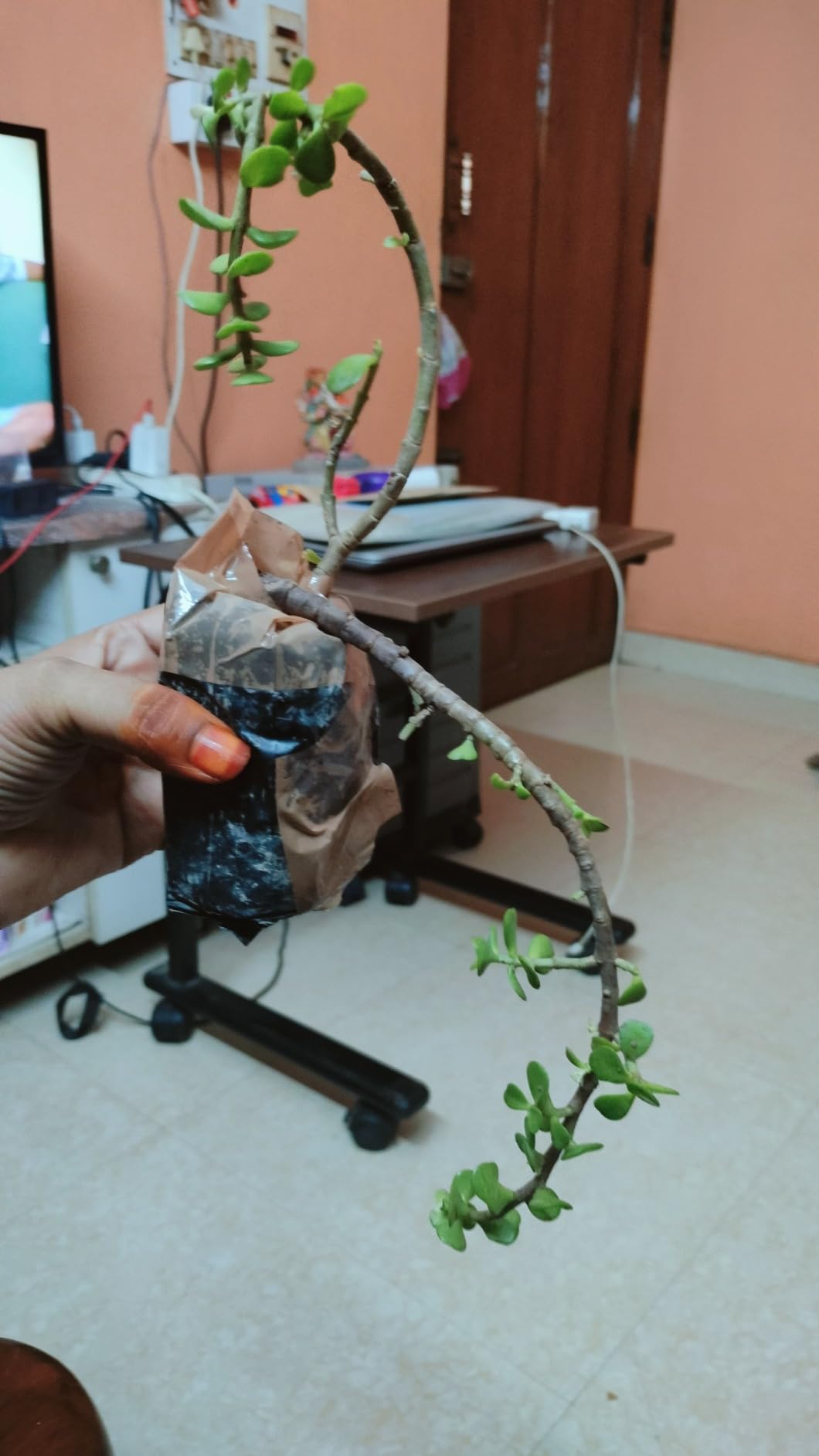 Yotova Beautiful Live Dhan Kuber Plant Auspicious Crassula Money Plant ...