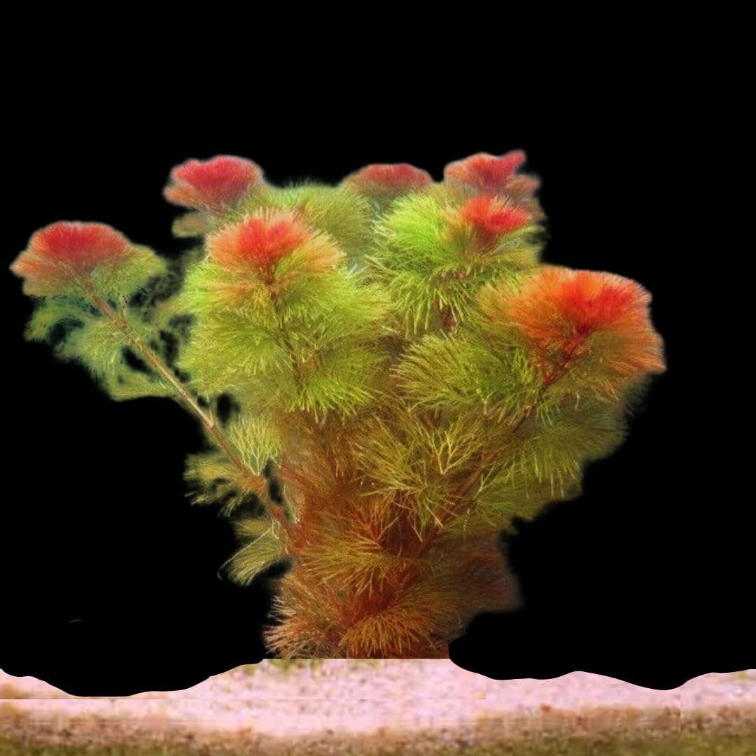 PREMIER PLANTS Red Cabomba (Cabomba Furcata) LIVE Aquarium Plants ...