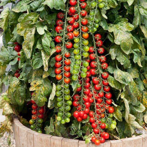Cherry Tomato 'Rapunzel'. Plug Plant x 5. Grow Your own Tomatoes, Super ...