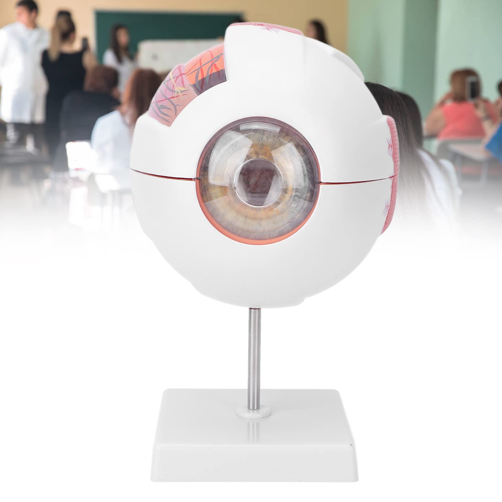 Buy Eyeball Model, Human Eye Model 6 Times d Anatomy Set Eye 7 Parts ...