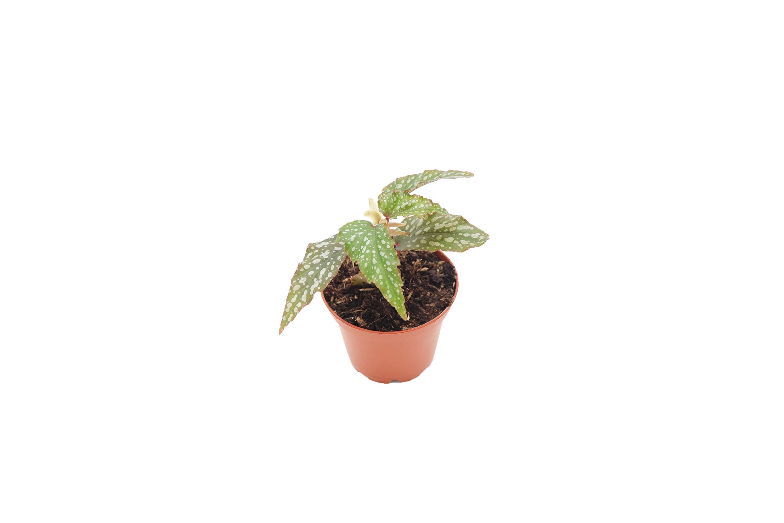 Begonia Angel Wing Compacta 3 From California Tropicals | Desertcart INDIA