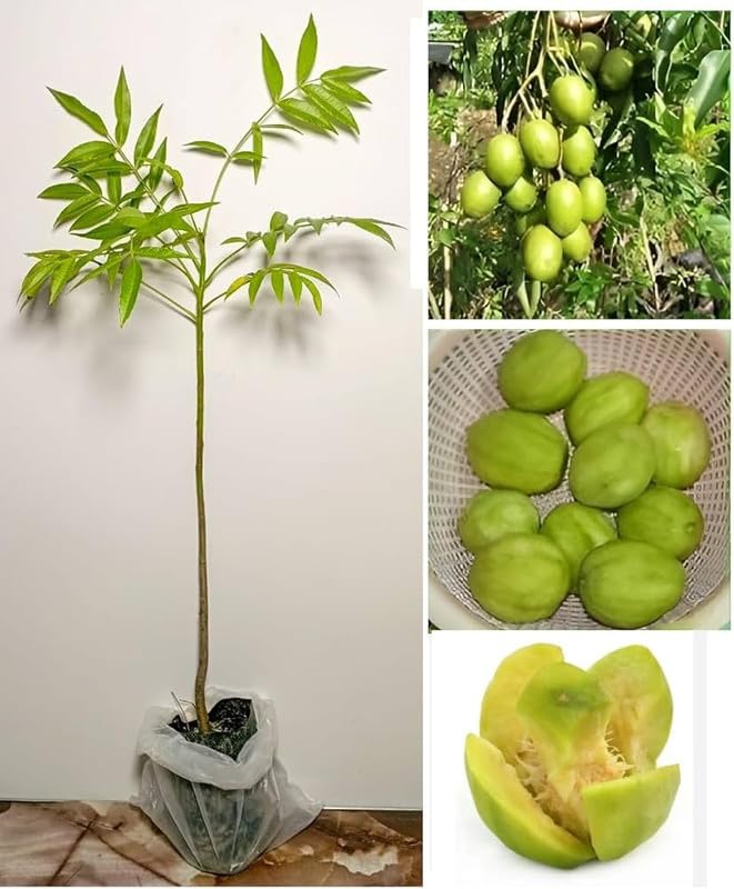 Indian Amra or Indian hog plum, Amrataka fruit live plant Pack of 1 ...