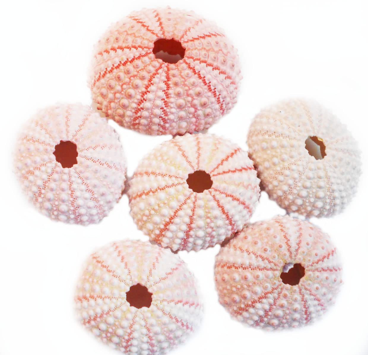 Amazon.com: Set of 6 Small Pink Sea Urchin Seashells Shells for Beach ...