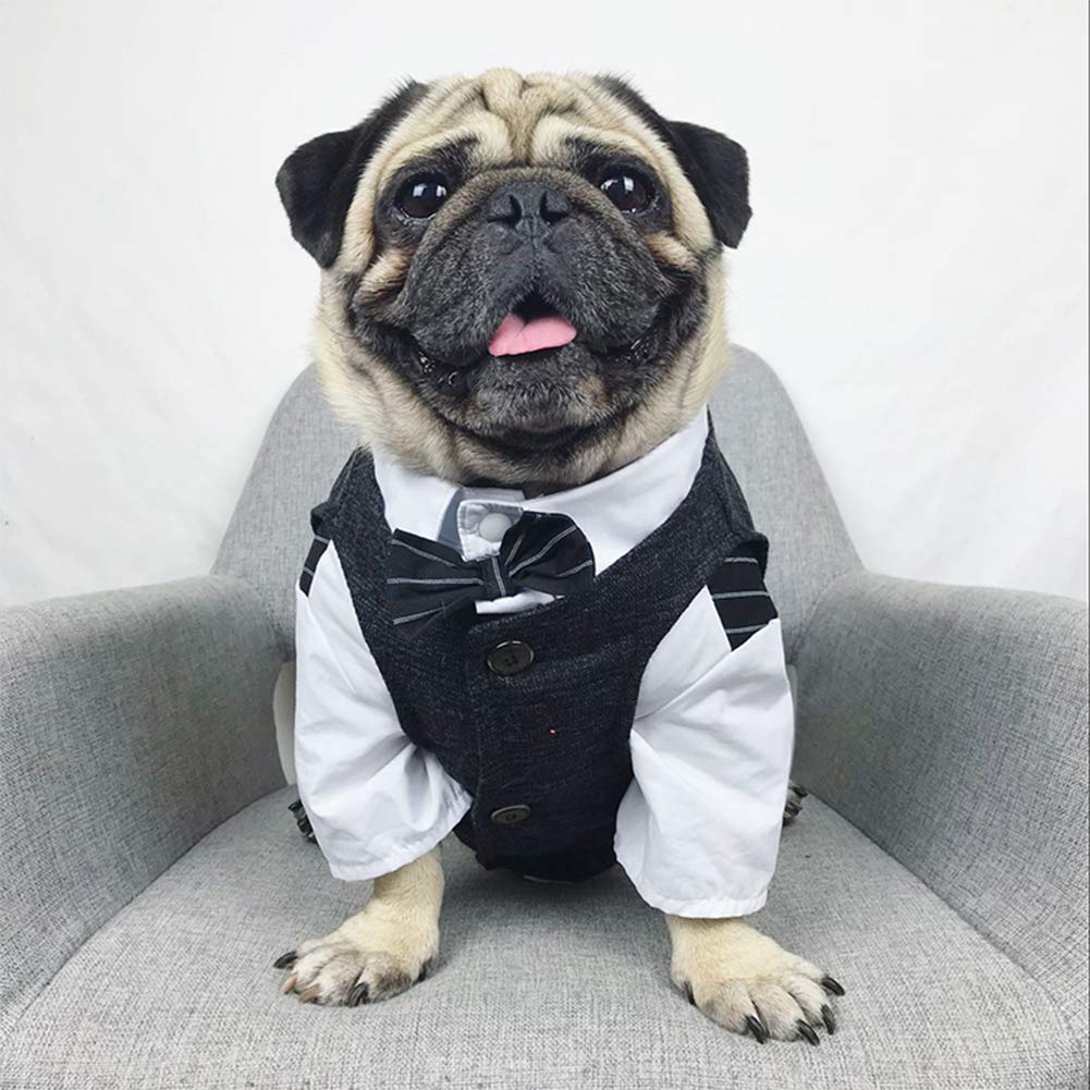 Pugs In Tuxedos