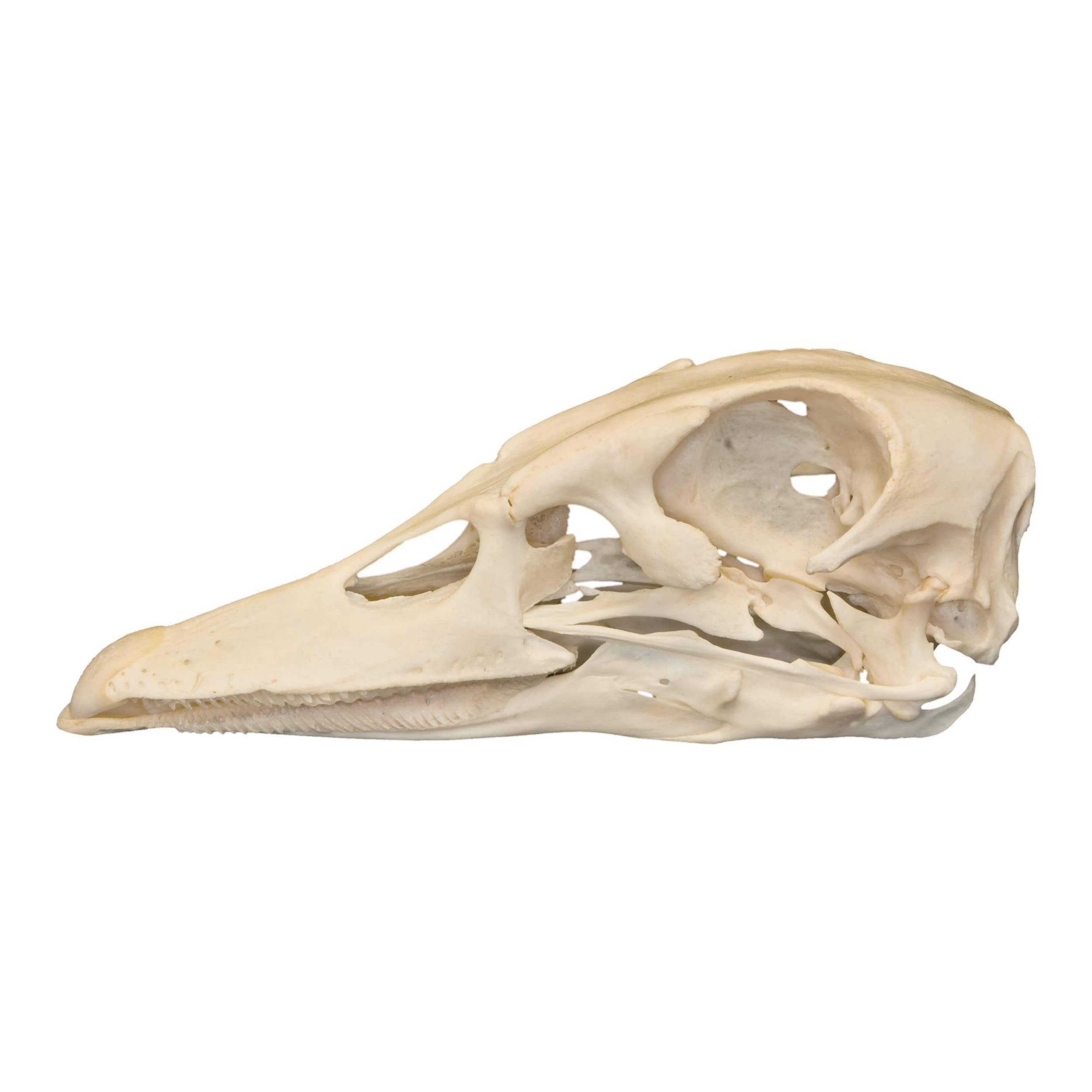 Duck Scull