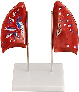 Amazon.com: Teaching Model Anatomy Model, Lung Model,Human Organ ...
