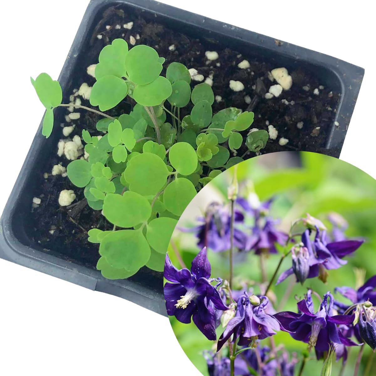 Amazon.com : Purple Columbine (Aquilegia Vulgaris) 2.5 Inch Pot, Live ...