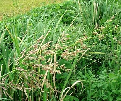 Amazon.com : Zizania Aquatica "Wild Rice" : Flowering Plants : Patio ...