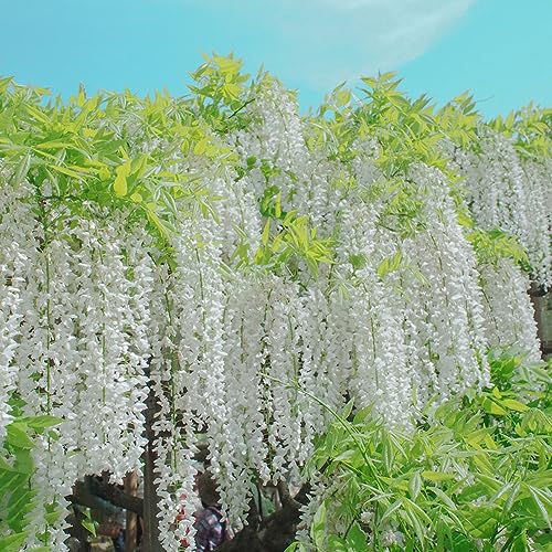 Diferentes Tipos De Glicinas CÓMO COMER GLICINA (género Wisteria)?